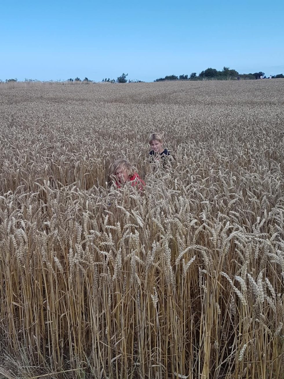 Granen met gluten: tarwe, rogge en gerst